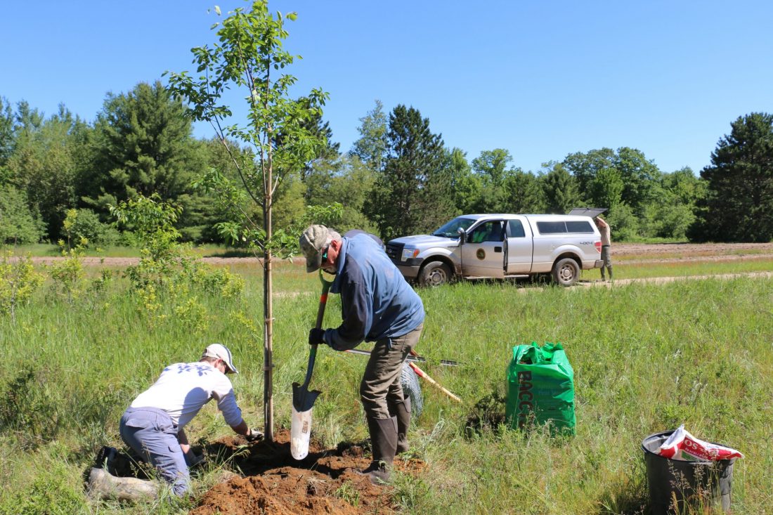 Volunteers sought for tree planting project | News, Sports, Jobs ...